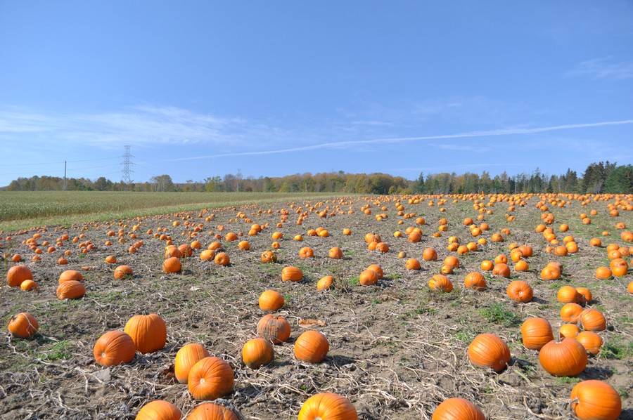 4 champs de citrouilles à Québec! | Maïka