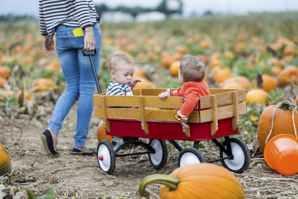 4 champs de citrouilles à Québec! | Maïka