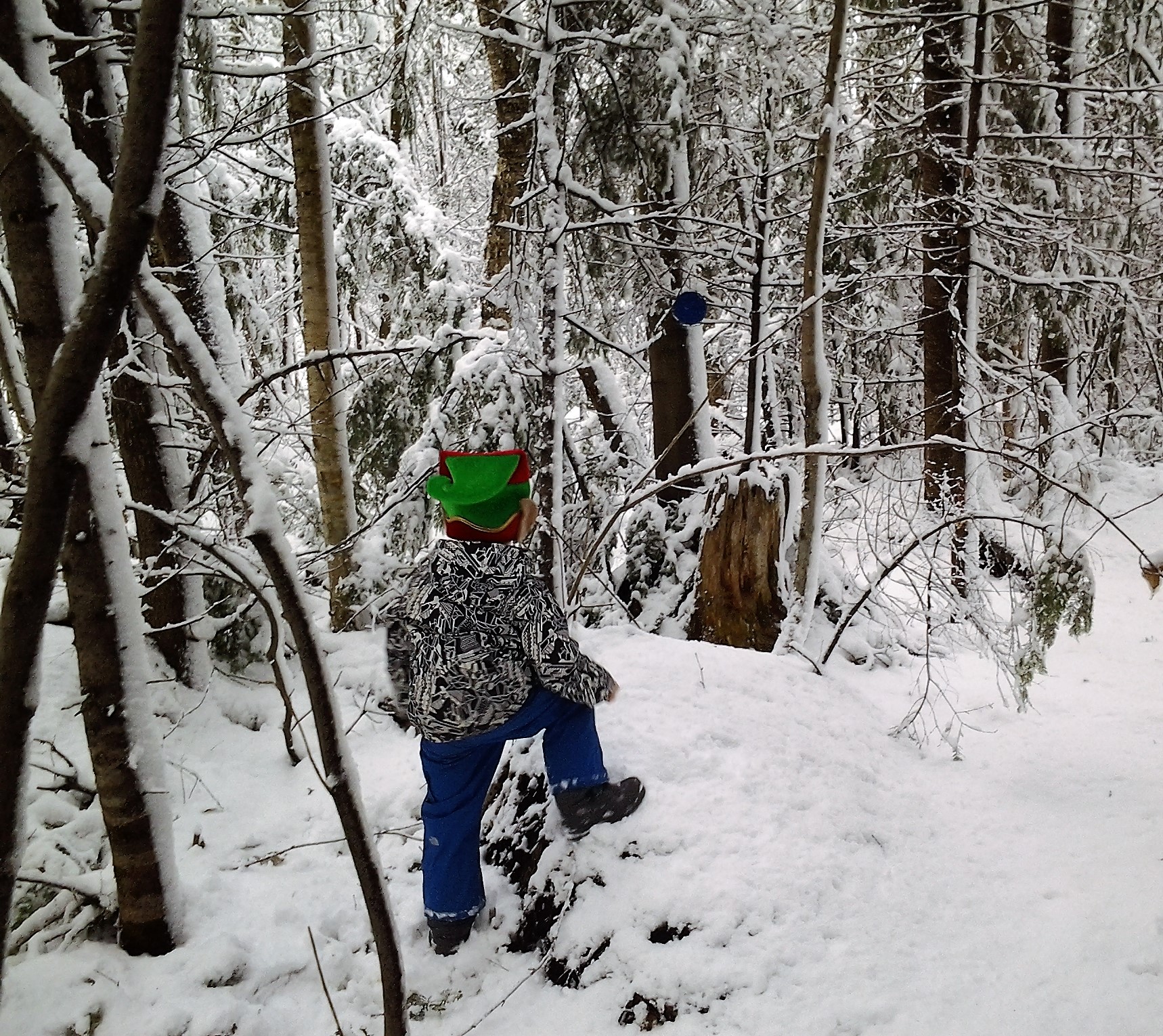 La forêt de Noël : Une tradition magique | Maïka